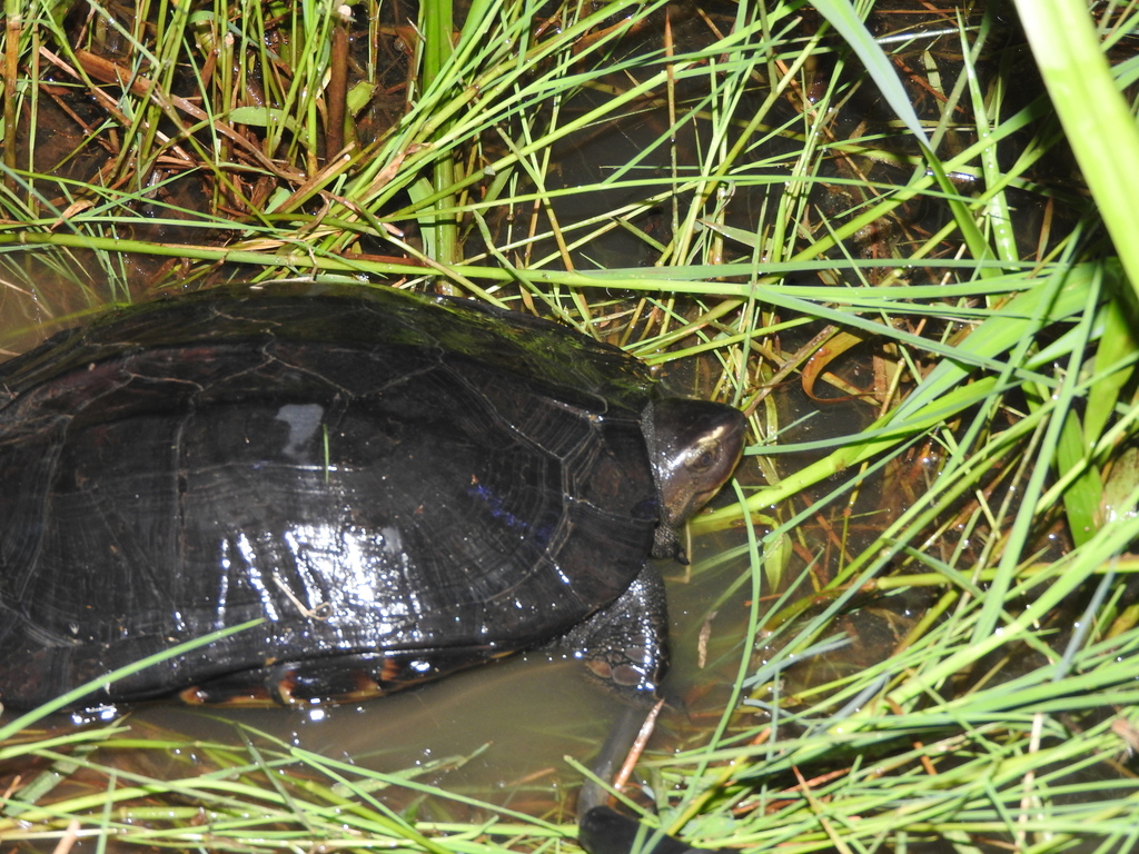 Black Marsh Turtle in September 2020 by Fajar Aditya Julyatmojo ...