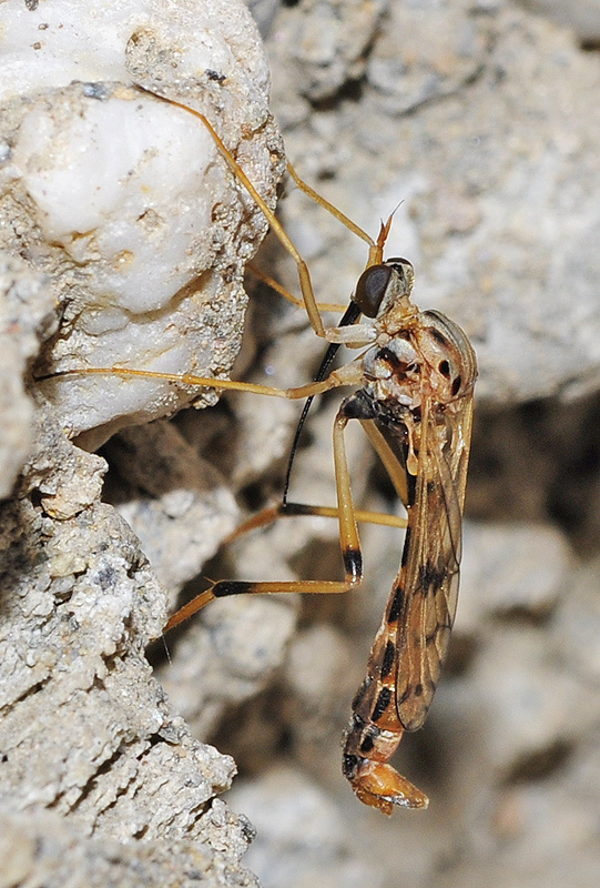 Vermileonidae