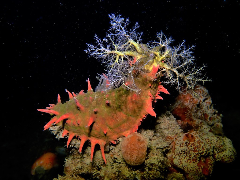 Colochirus crassus from exBHP Bulk Jetty, Riseley Rd, Kwinana Beach WA ...