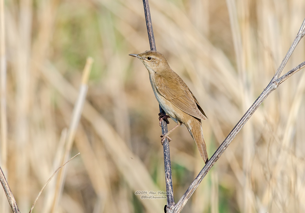 Savi's Warbler from Алатырь, Чувашская Респ., Россия on May 2, 2014 at ...