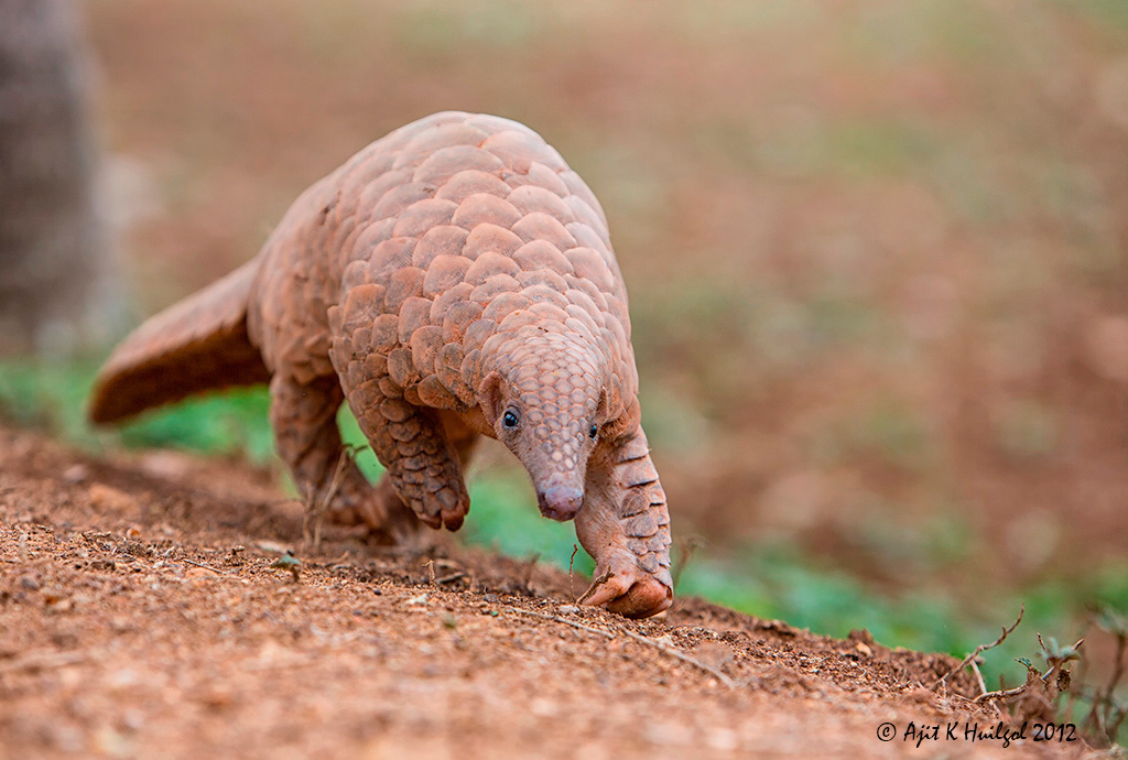 Pangolins (Manidae) - Know Your Mammals