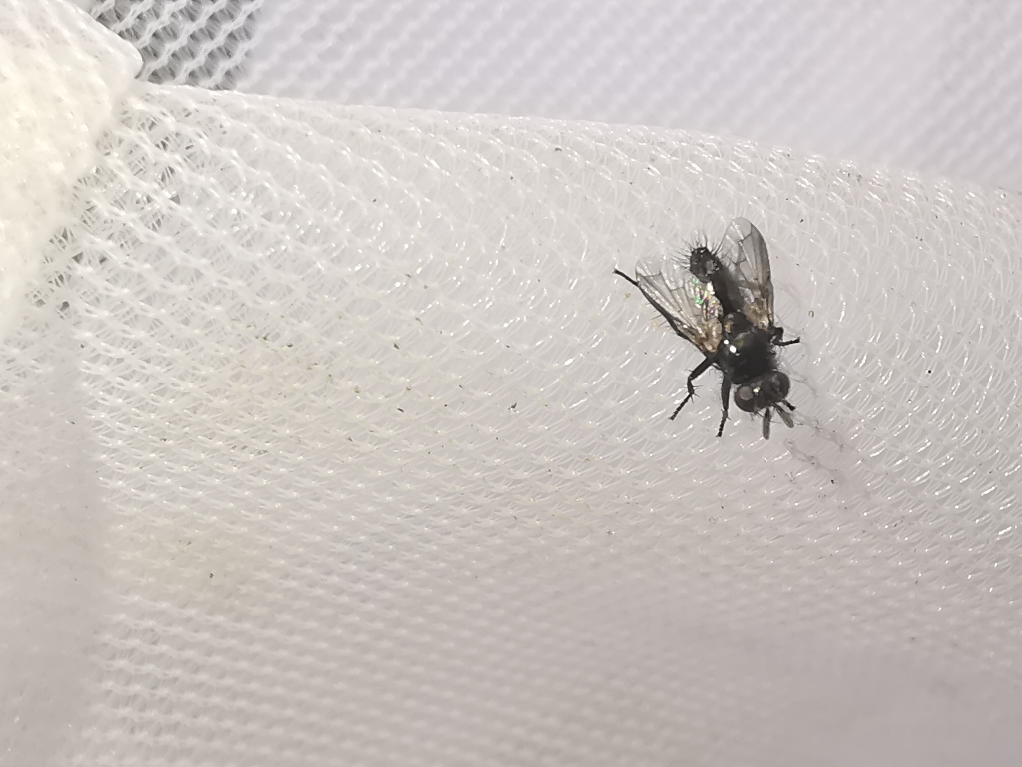 Ligeria angusticornis (Loew, 1847)