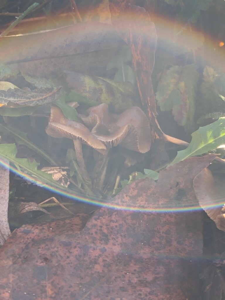 Wavy Cap in November 2020 by kevin mason · iNaturalist