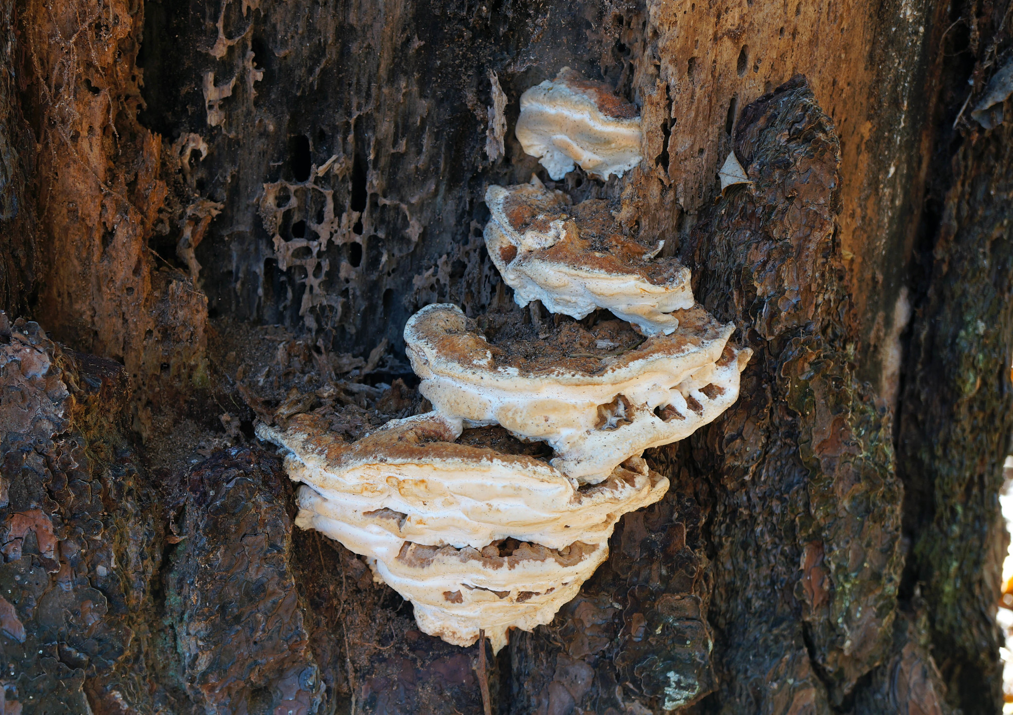 Heterobasidion irregulare Garbel. & Otrosina