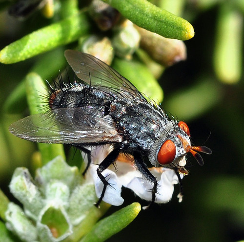 Peleteria ruficornis · iNaturalist