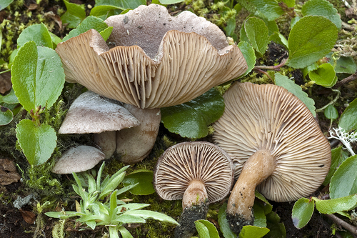 Lactarius nanus · iNaturalist