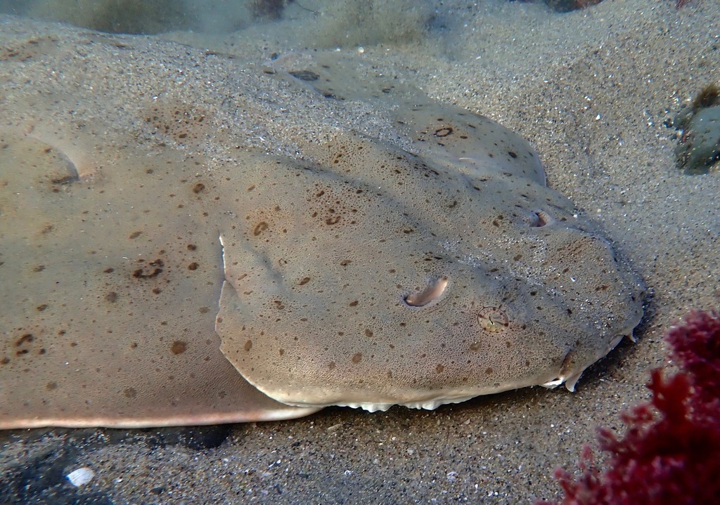 Pacific Angelshark (Squatina californica) - Marine Life Identification