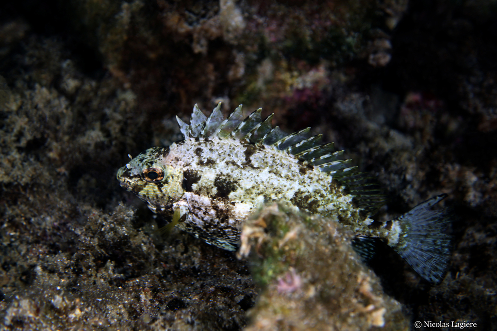Rabbitfishes (Siganidae) - Marine Life Identification
