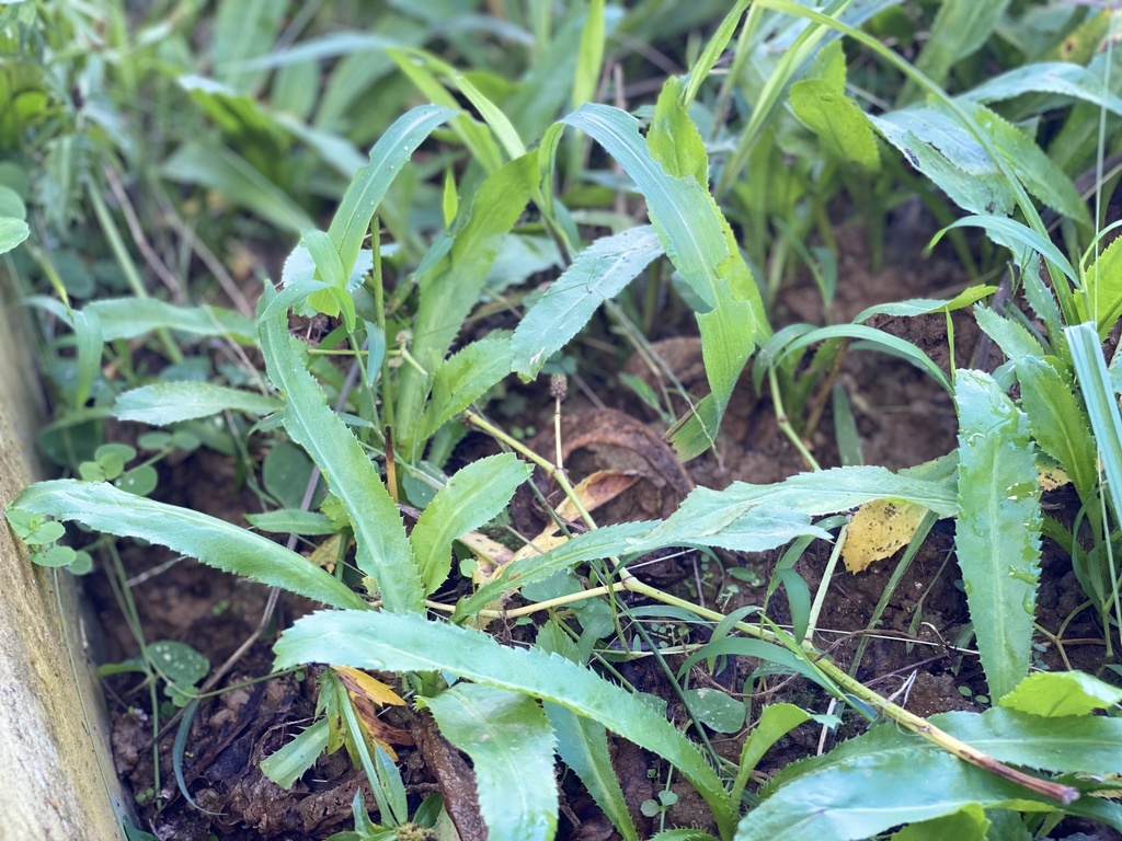 Mexican Culantro from Puerto Rico, Guayama, PR, US on November 30, 2020 ...