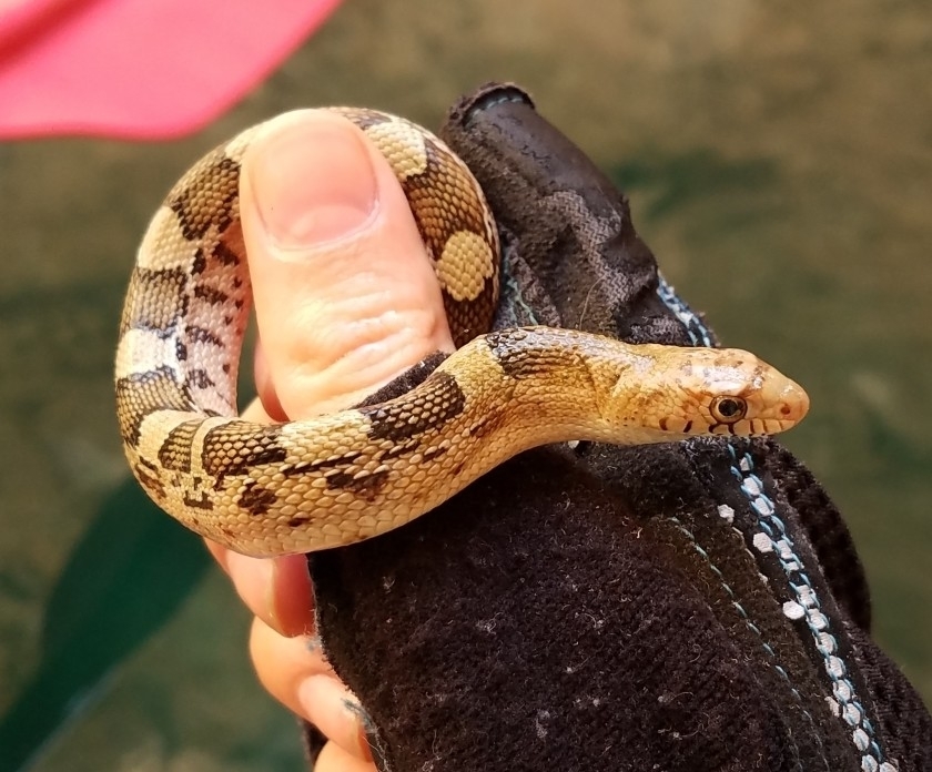 Mexican Bull Snake from Galeana, N.L., Mexico on November 29, 2020 at ...