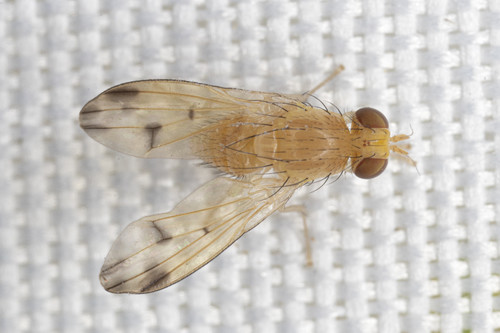 Homoneura incerta · iNaturalist