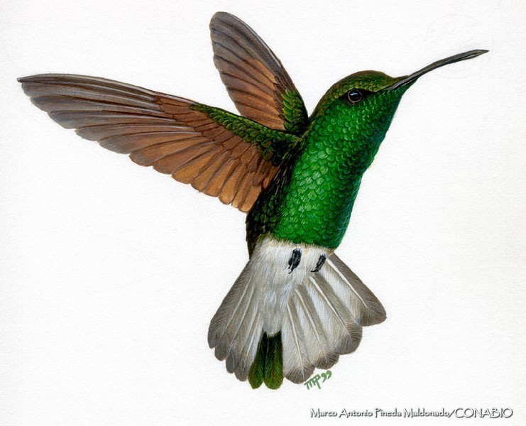 Colibrí cola blanca (Aves de México ) · iNaturalist Mexico