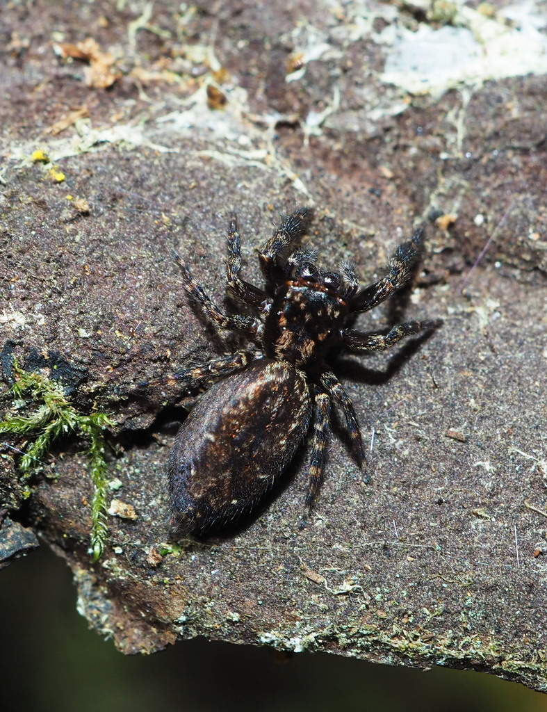 Jumping Spiders from Hastings District, Hawke's Bay, New Zealand on ...