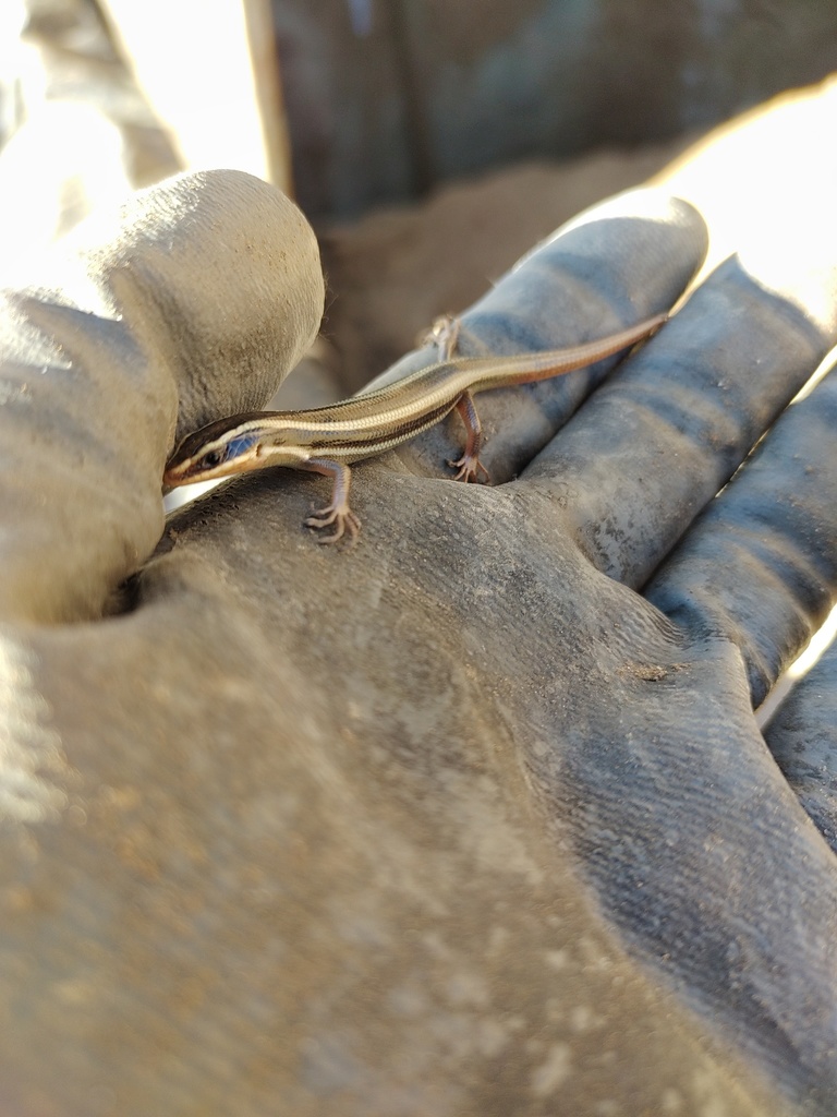 Western Red-tailed Skink from San Diego County, CA, USA on November 30 ...