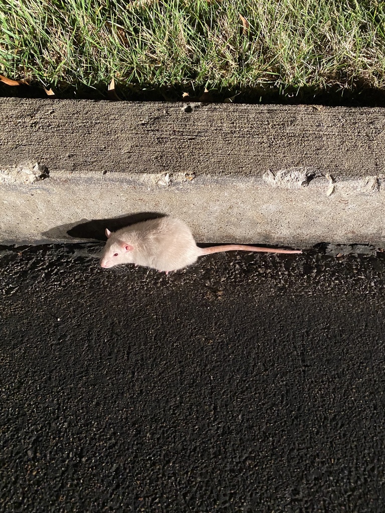 Domestic Brown Rat from Perry Cate Blvd, Wentzville, MO, US on November ...