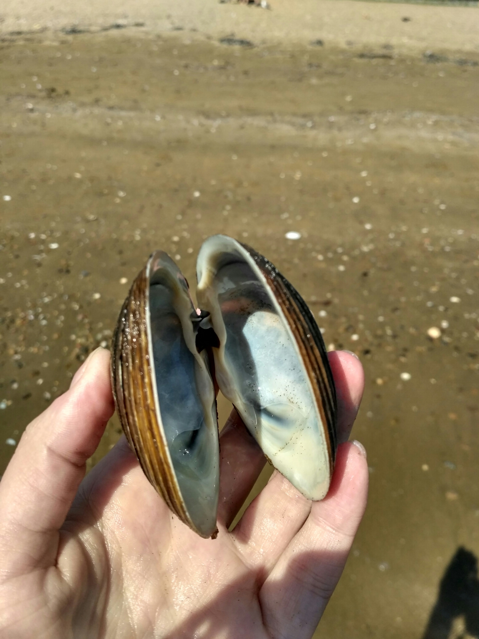 Spisula sachalinensis (Schrenck, 1862)