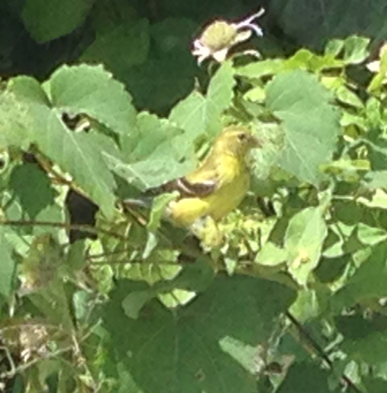 American Goldfinch from Lake Atalanta Dr, Rogers, AR, US on August 19 ...