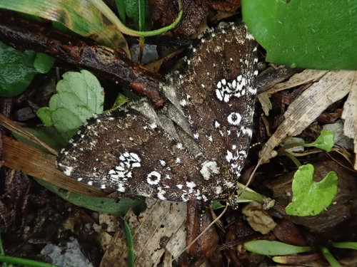 Prospalta cyclica · iNaturalist