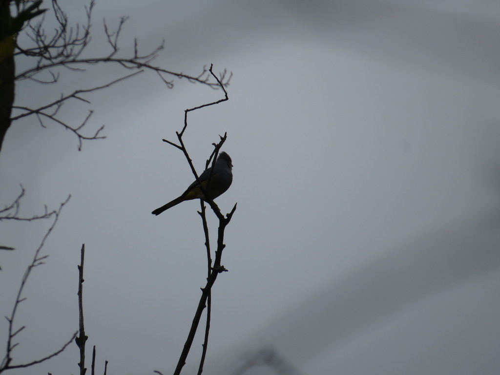 Gray Silky-flycatcher from Parque Tarango, Ciudad de México, CDMX ...