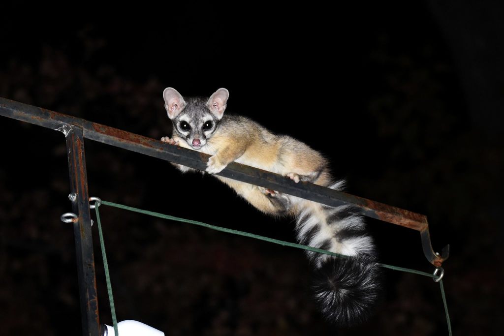 Ringtail (Bassariscus astutus) - Know Your Mammals