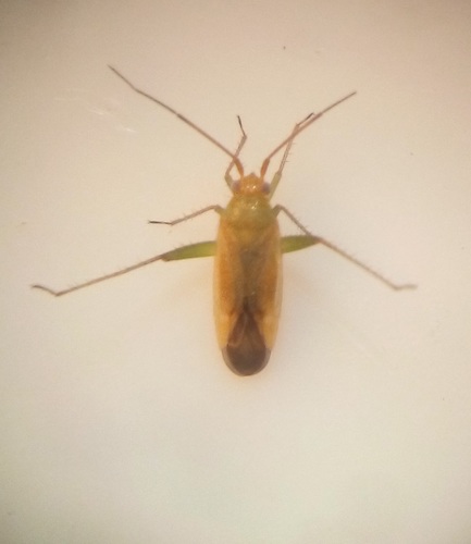 Tridiplous burrus · iNaturalist