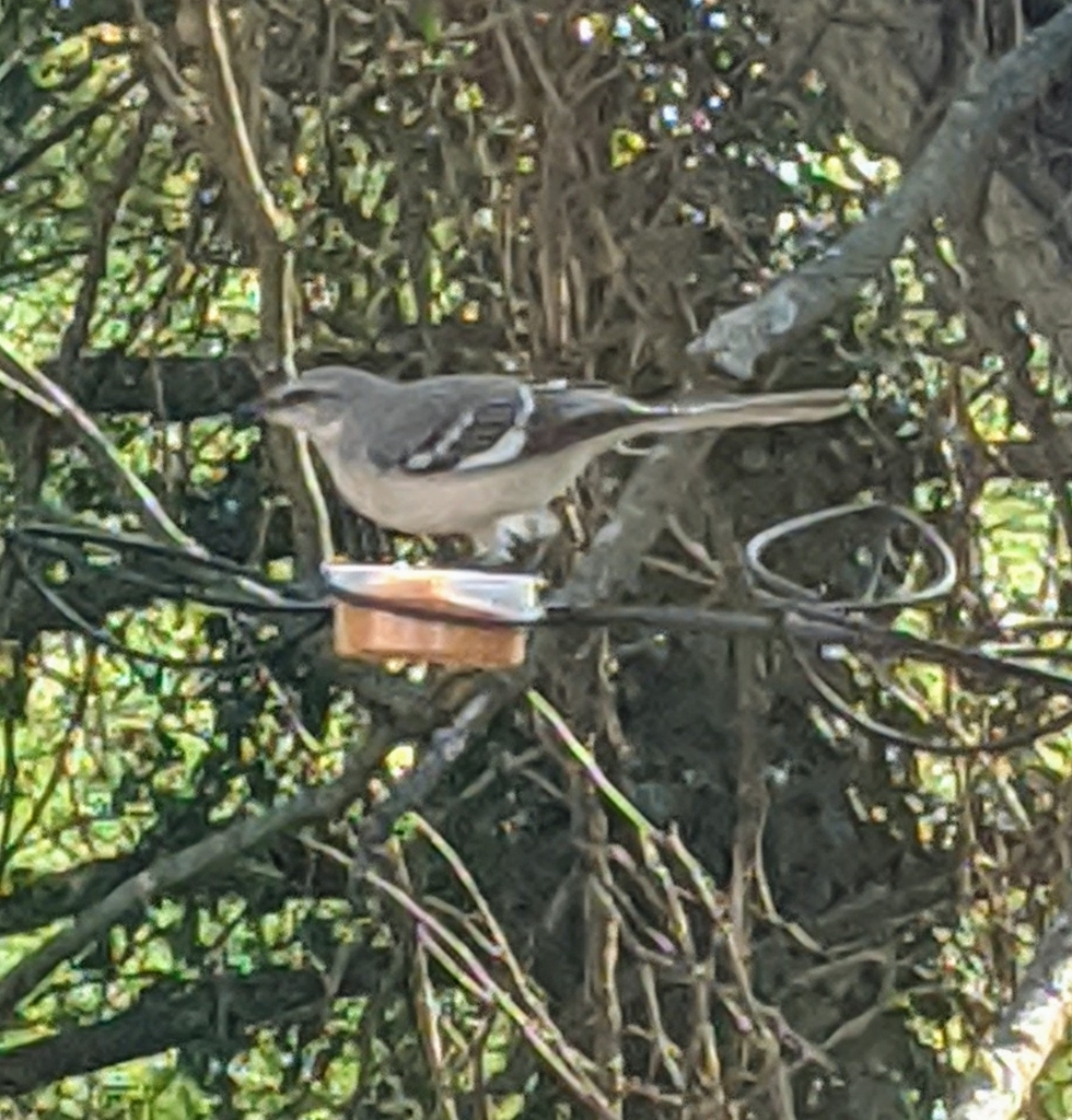 Northern Mockingbird from Oakley, Cincinnati, OH 45209, USA on November ...