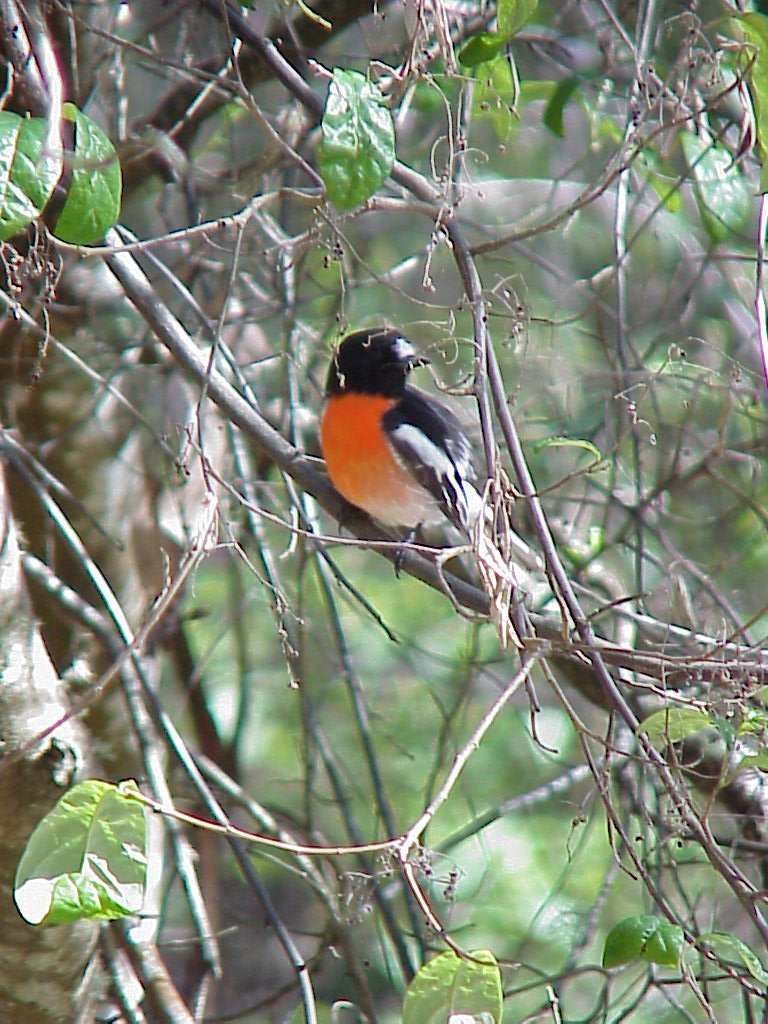 Western Scarlet Robin from Porongurup WA 6324, Australia on April 20 ...