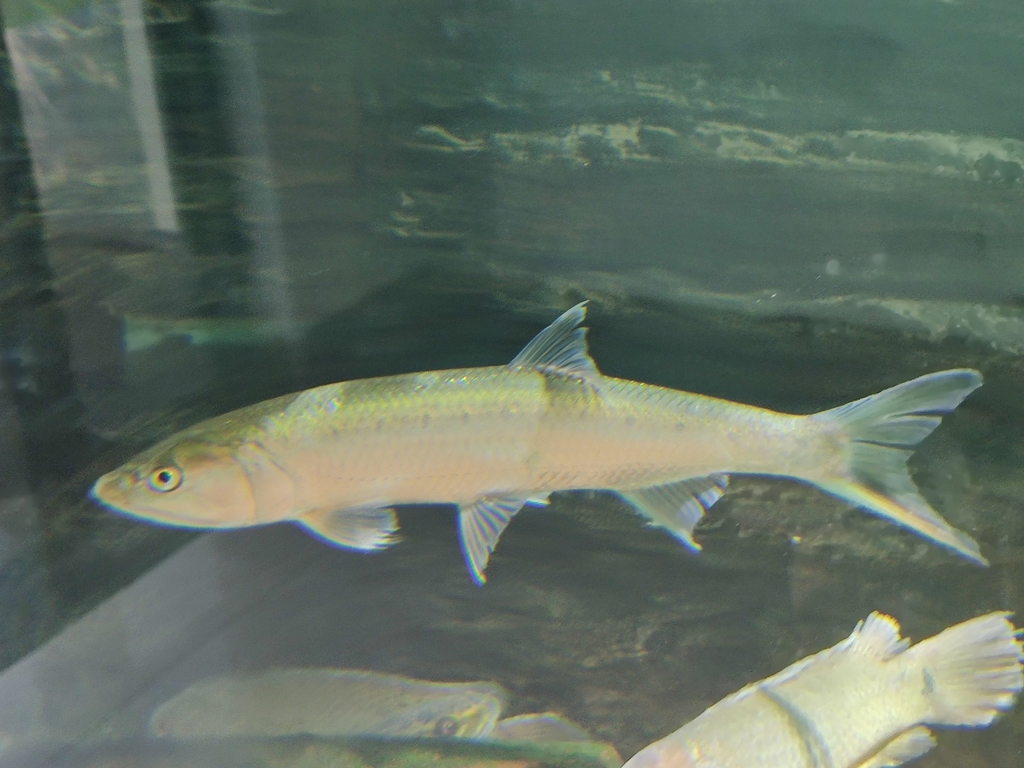 (Raiamas guttatus) - Marine Life Identification