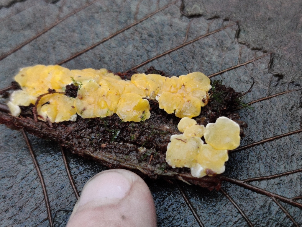 Dacrymyces corticioides from St Helens, OR 97051, USA on November 27 ...
