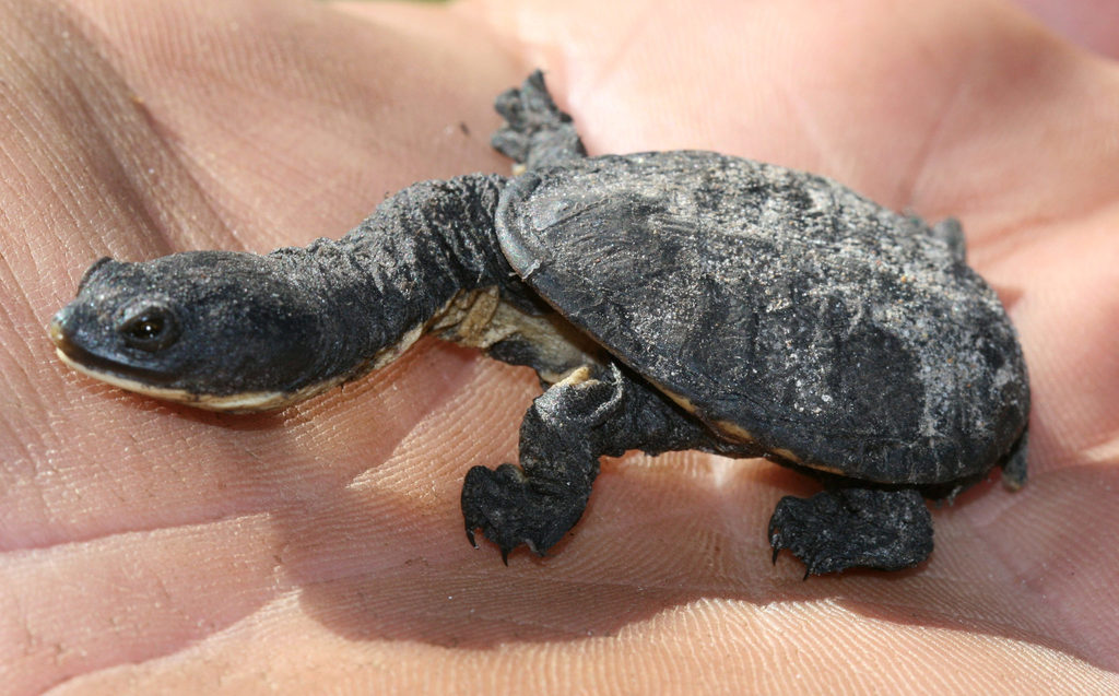Southwestern snake-necked turtle (Reptile Watch Porongurup) · iNaturalist