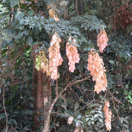 Cynometra lenticellata · iNaturalist Ecuador