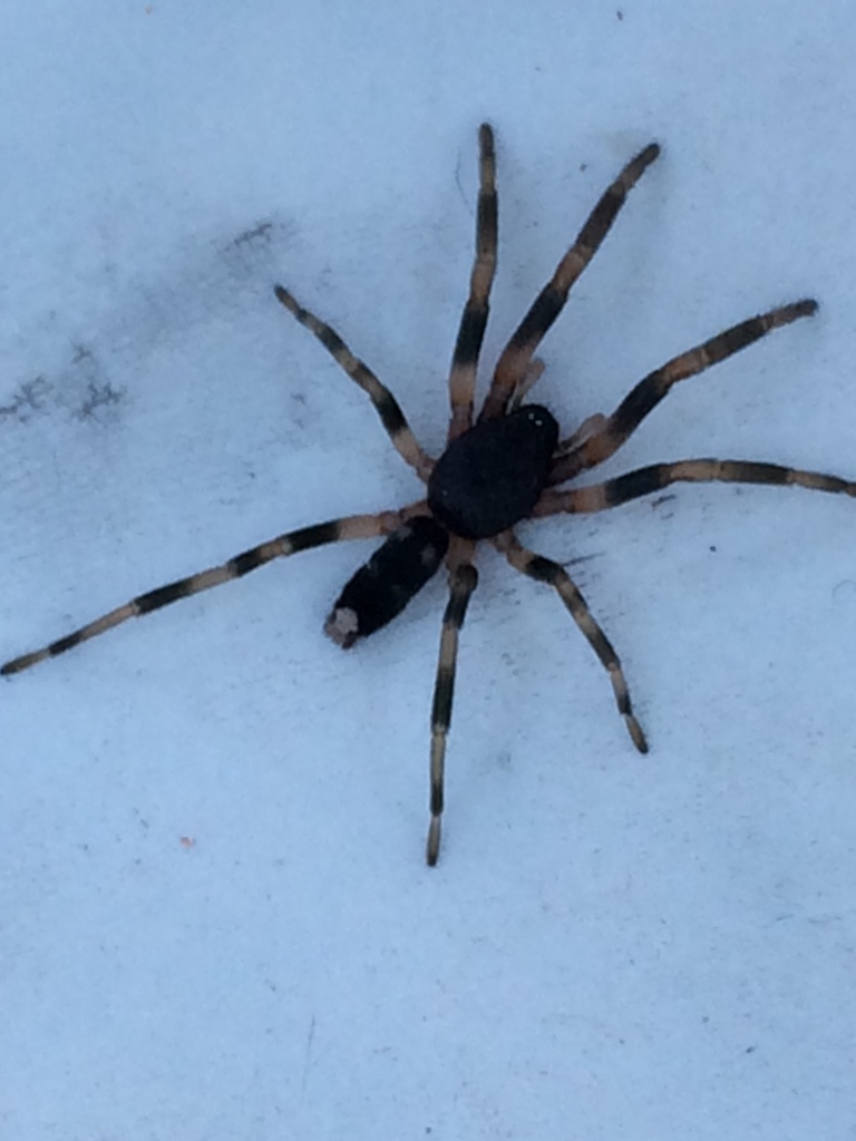 White-tailed Spiders from Melbourne VIC, Australia on December 01, 2020 ...
