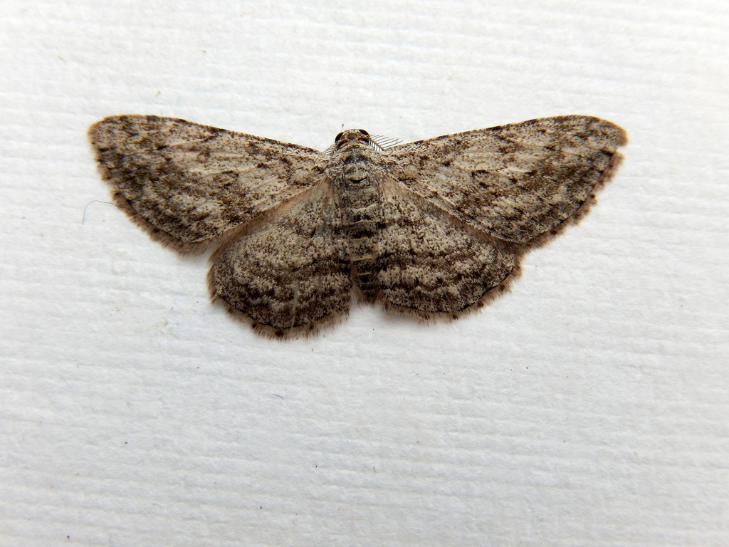Long-fringed Bark Moth from Sydney NSW, Australia on December 01, 2020 ...