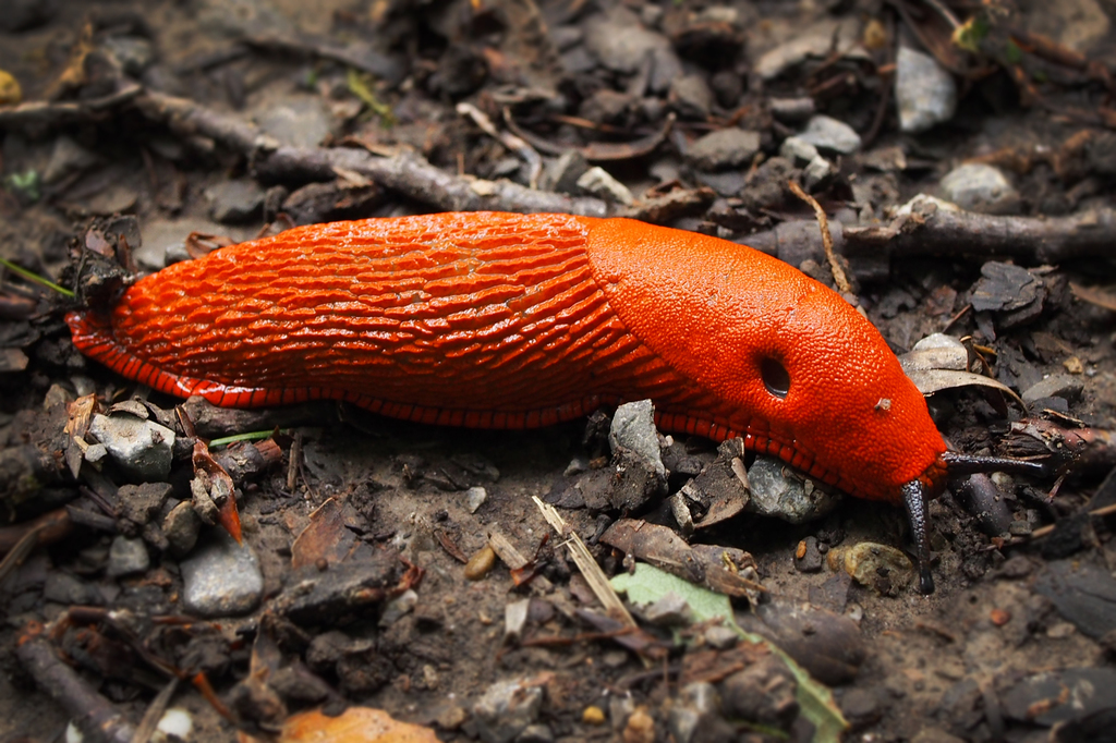 Arion Slugs (Bergen County Zoo Biodiversity Guide) · iNaturalist