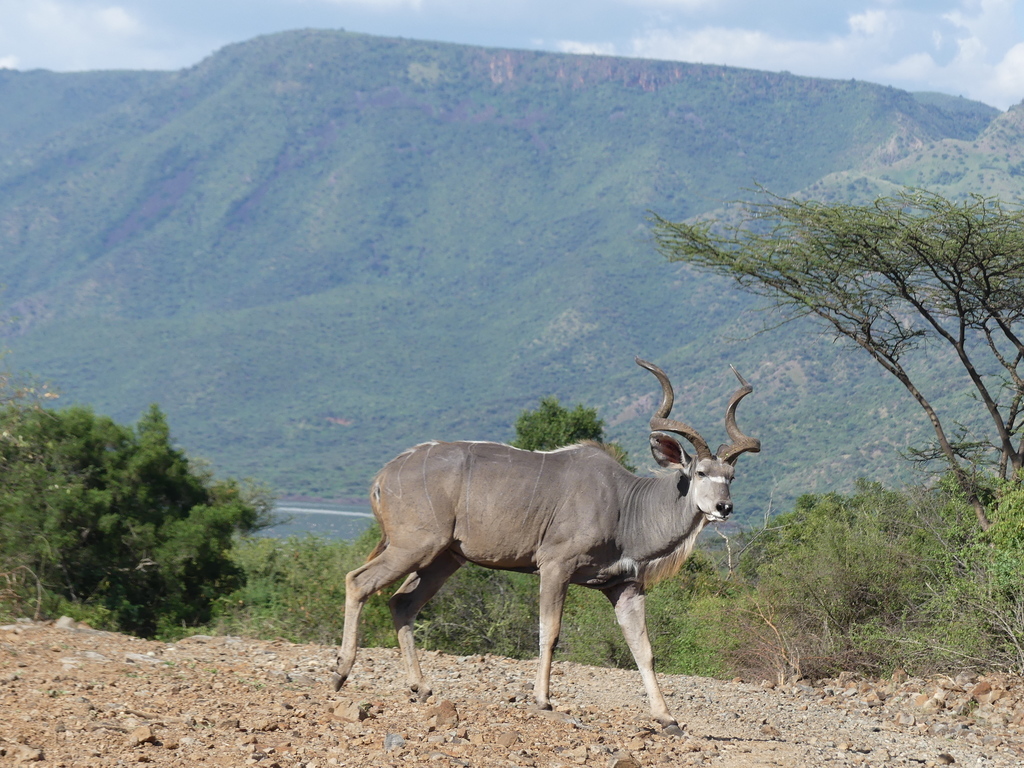 Northern Greater Kudu from Mogotio, Kenya on November 26, 2020 at 02:26 ...