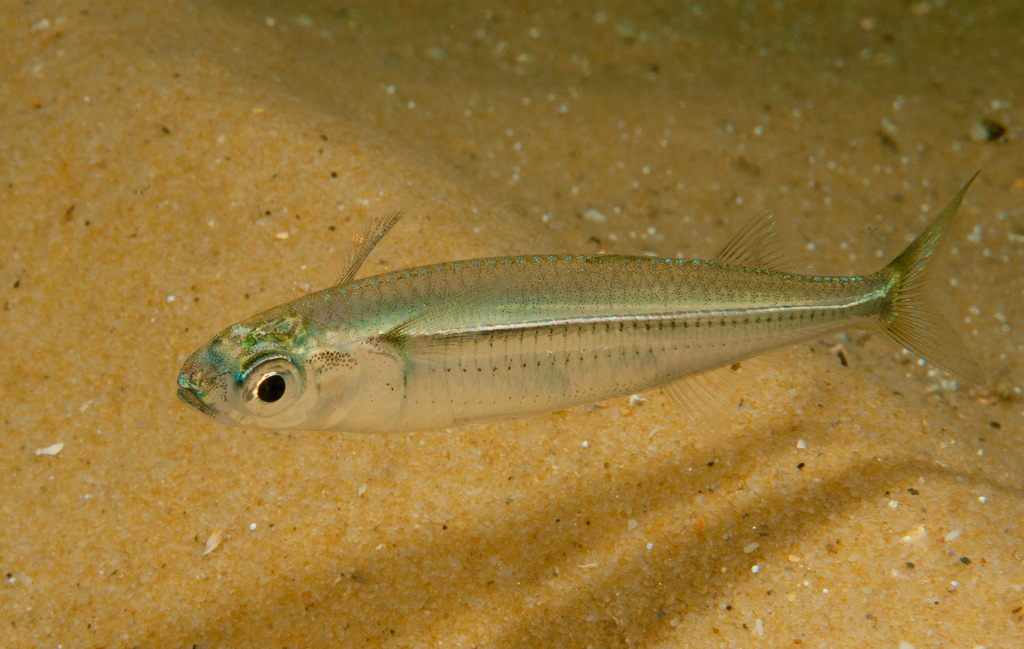 Common Hardyhead (Fish of the Wet Tropics 2 of 2) · iNaturalist