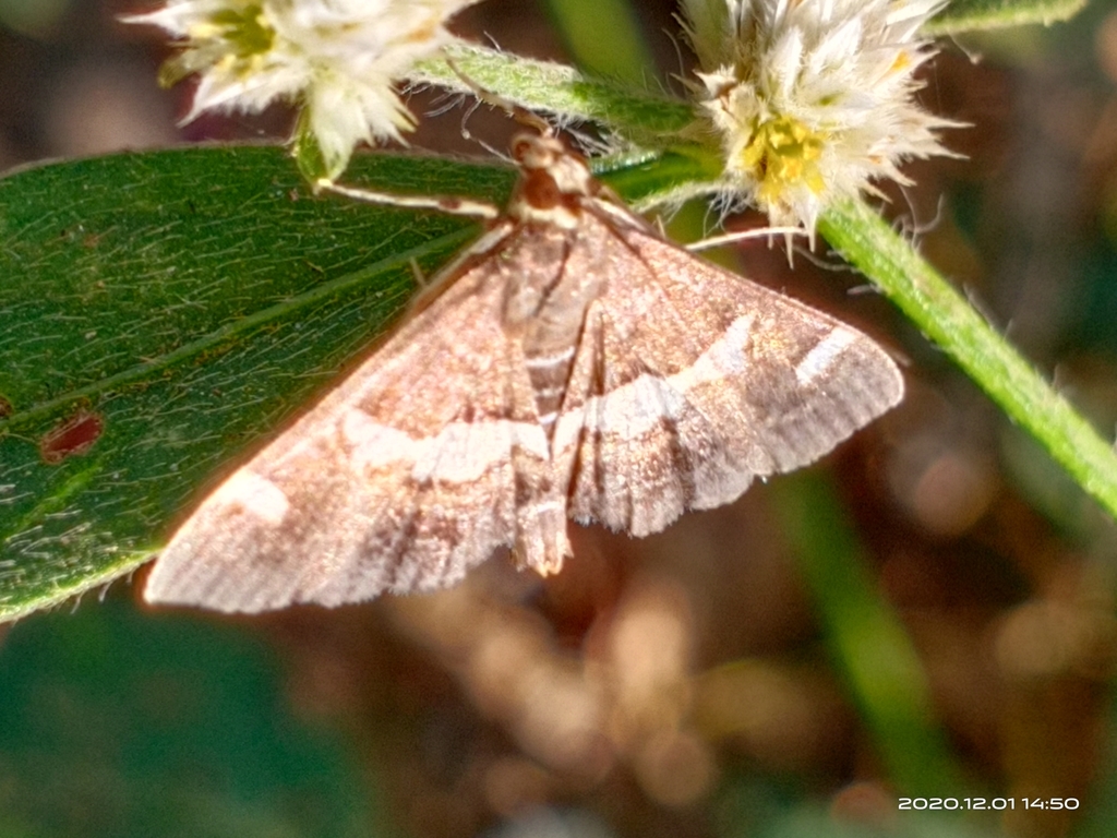 Hawaiian Beet Webworm Moth from Biju Patnaik Medicinal Plants Garden ...
