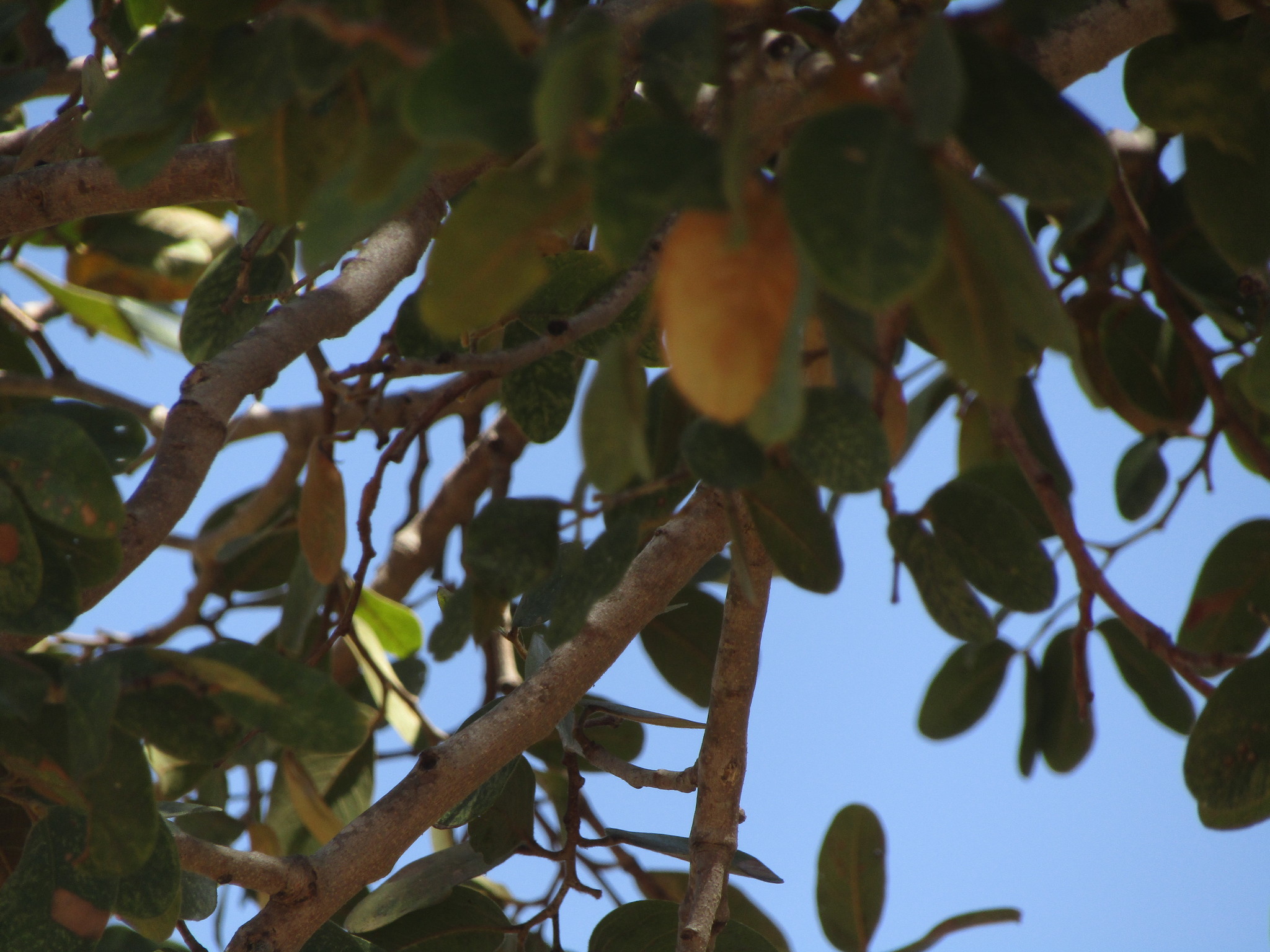 Hymenaea martiana (Hayne) Hayne