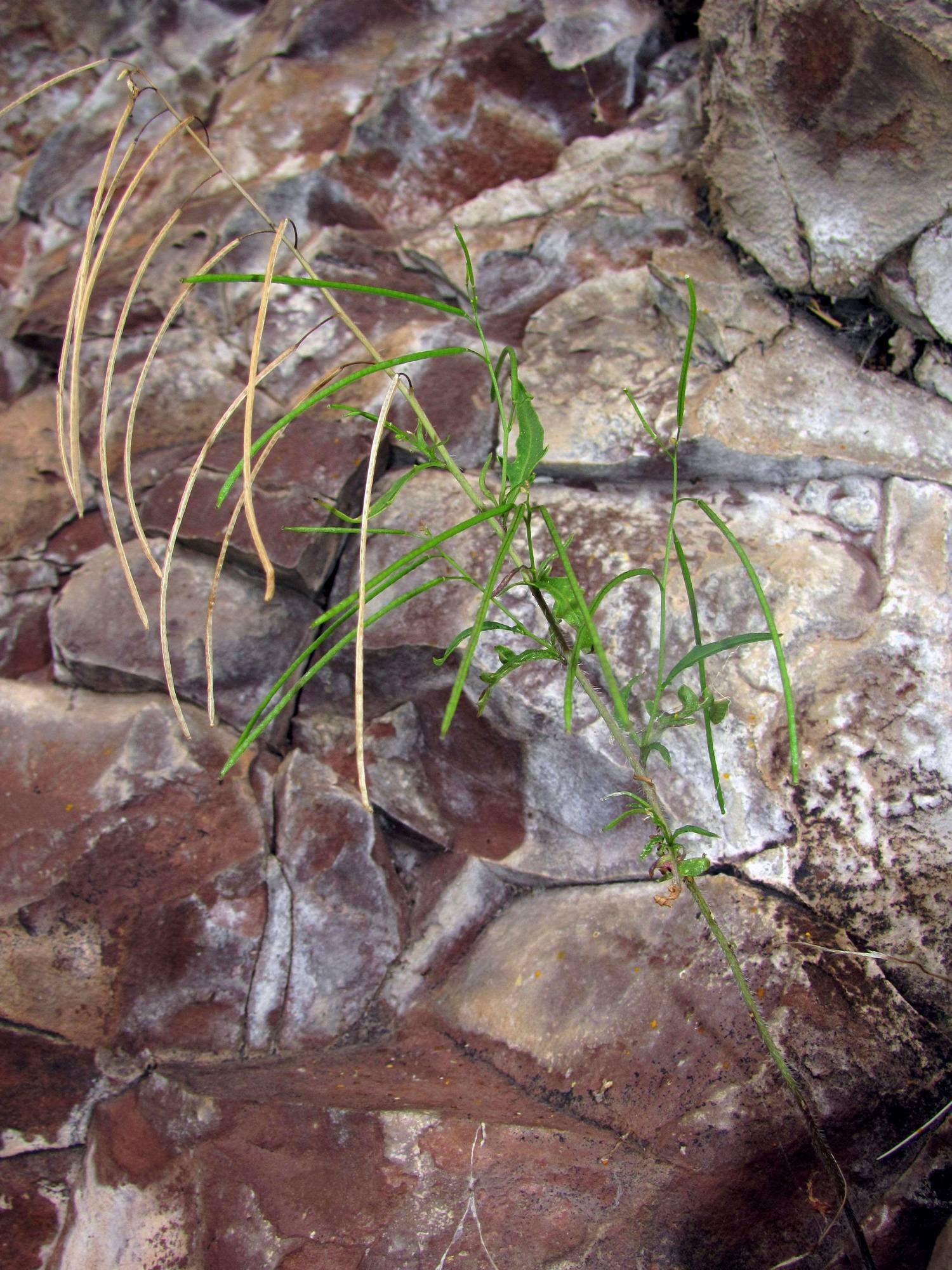 Sisymbrium heteromallum C.A.Mey.