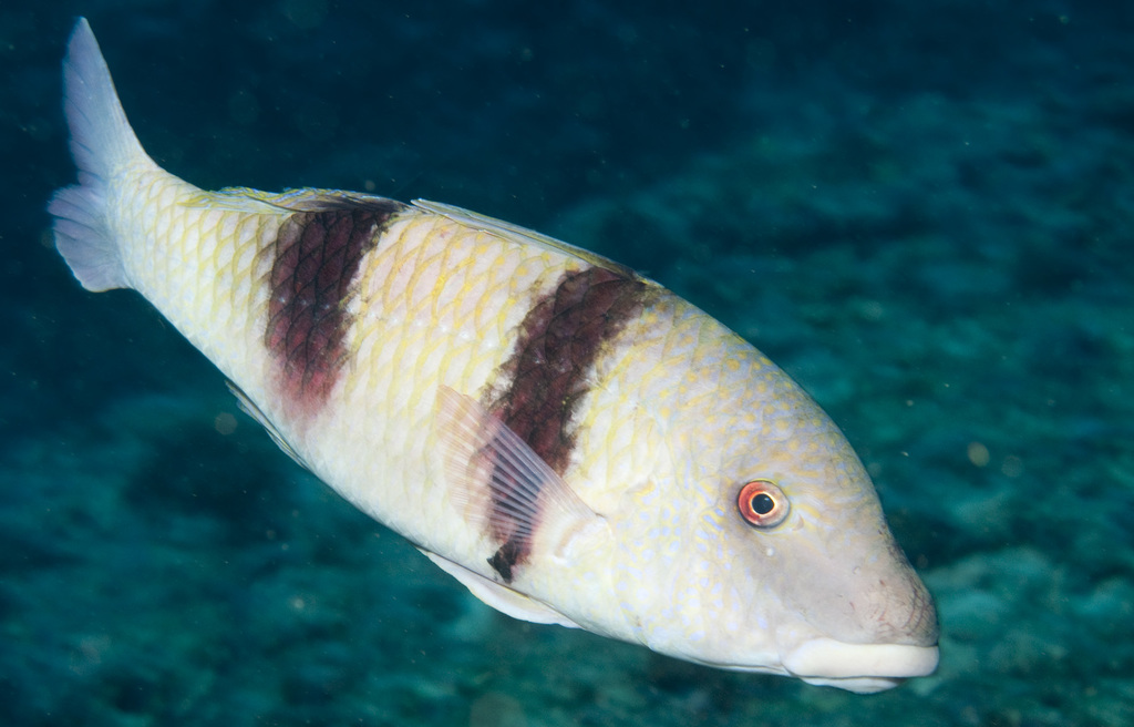 Indian Doublebar Goatfish (Parupeneus trifasciatus) - Marine Life ...