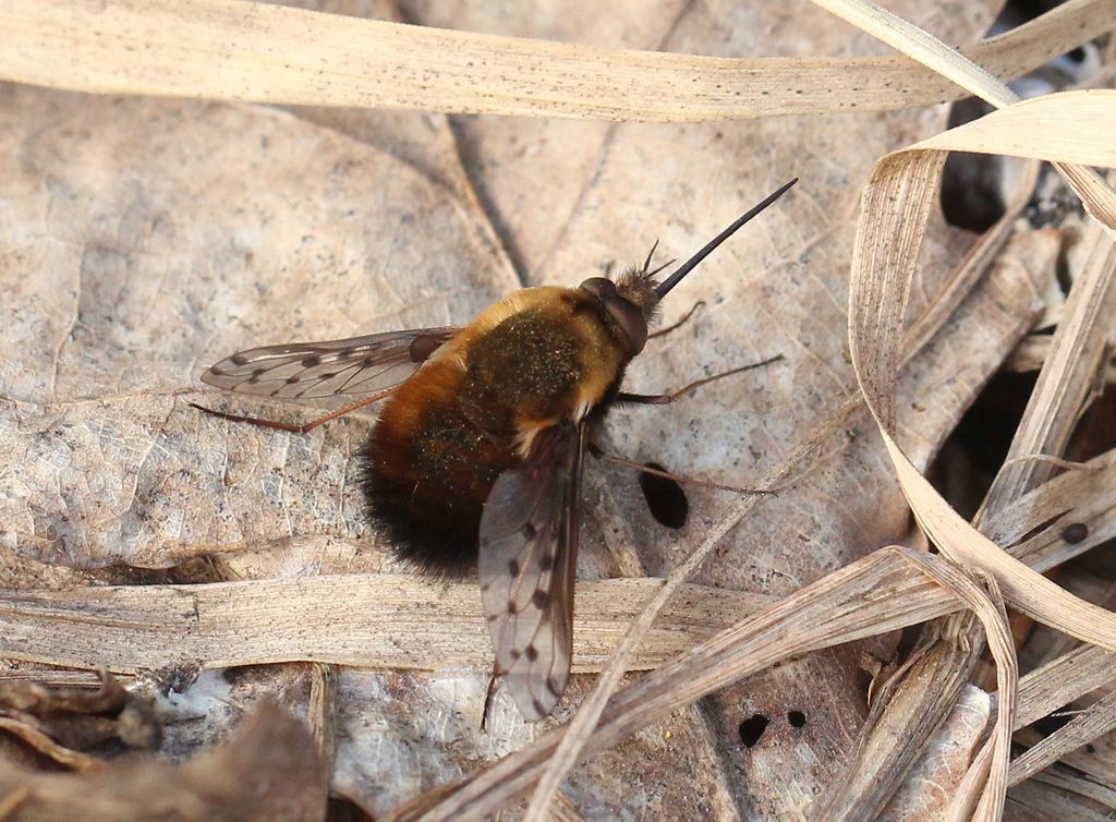 Dotted Bee Fly from Переславский р-н, Ярославская обл., Россия on May 3 ...