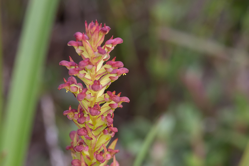 Disa densiflora · NaturaLista Colombia