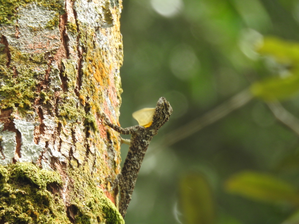 Fringed Flying Dragon (Zodiac animals(十二生肖)of thailand) · iNaturalist