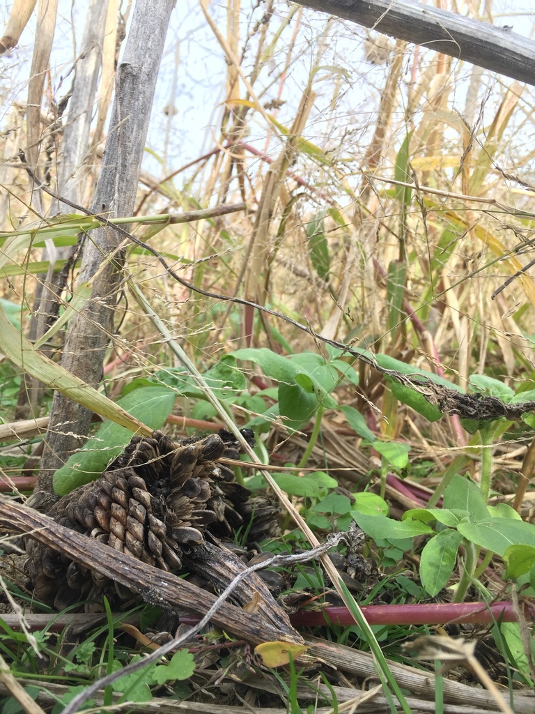 Common Sunflower in November 2016 by Nathan Rider · iNaturalist