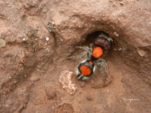 Atillum limbatum · iNaturalist