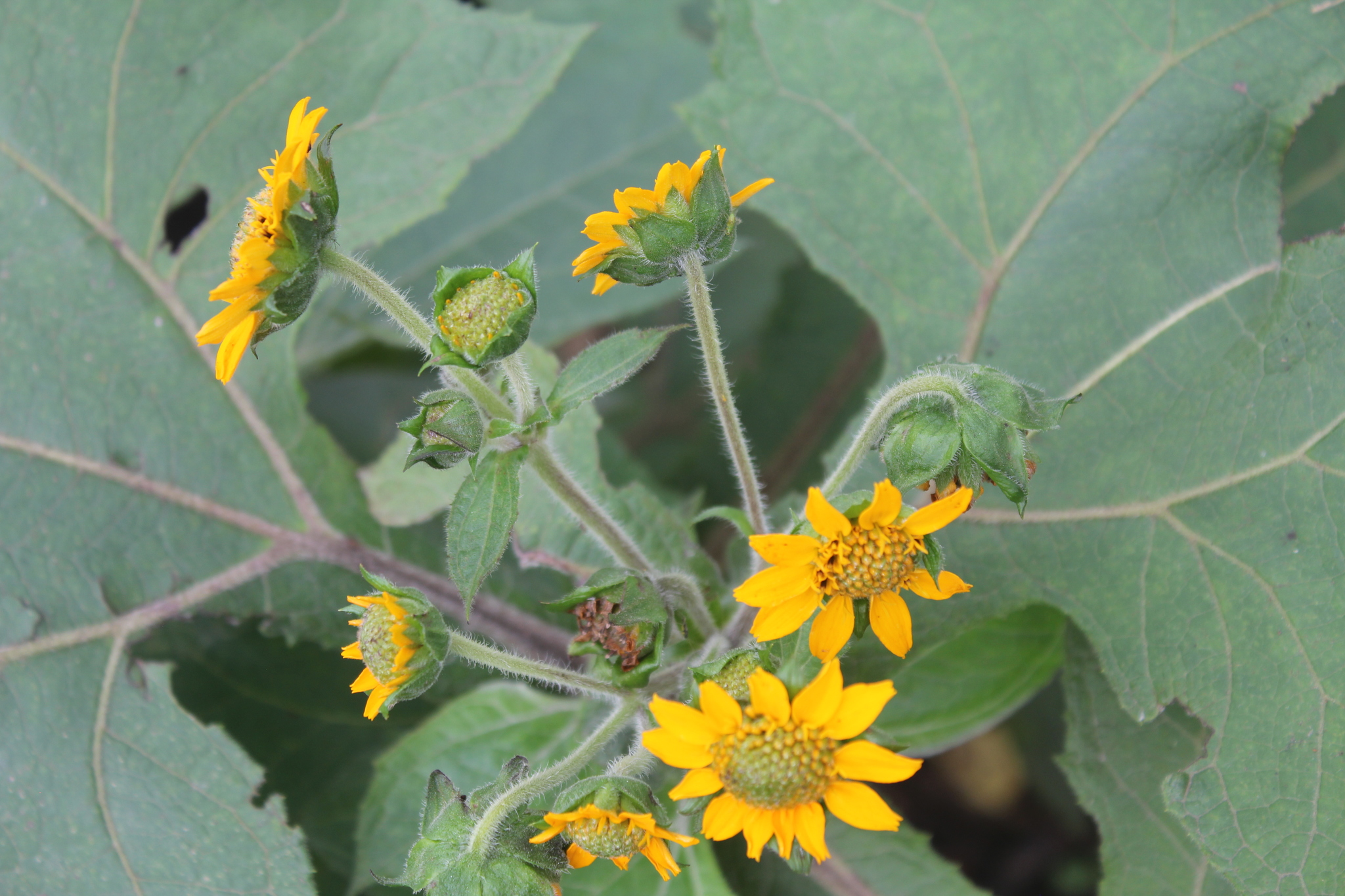 Smallanthus sonchifolius (Poepp. & Endl.) H.Rob.