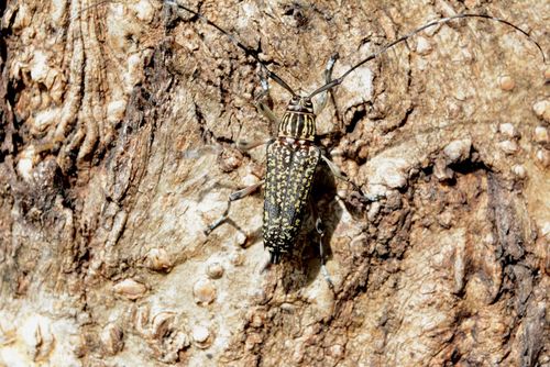 Colobothea sahlbergi · iNaturalist