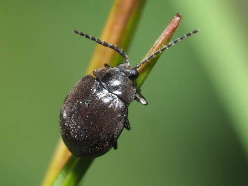Genus Eubria · iNaturalist