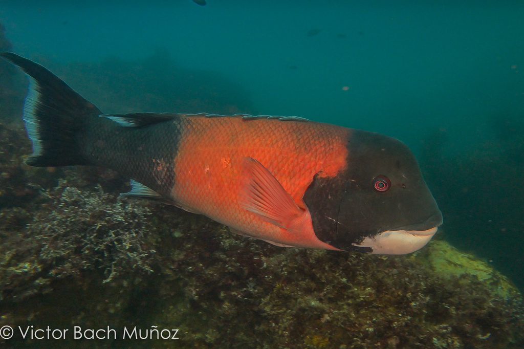 California Sheephead (Bodianus pulcher) - Marine Life Identification