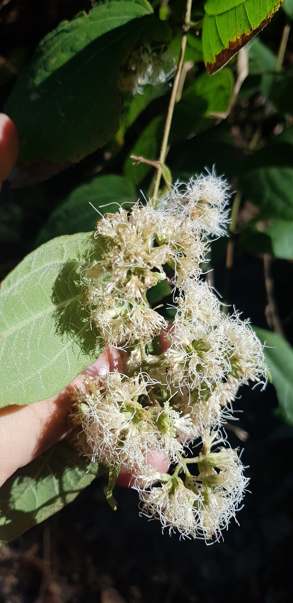 Ageratina areolaris (DC.) D.Gage ex B.L.Turner